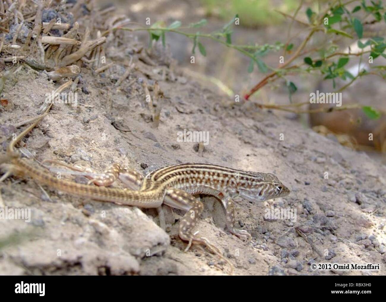 Acanthodactylus cantoris hi-res stock photography and images - Alamy