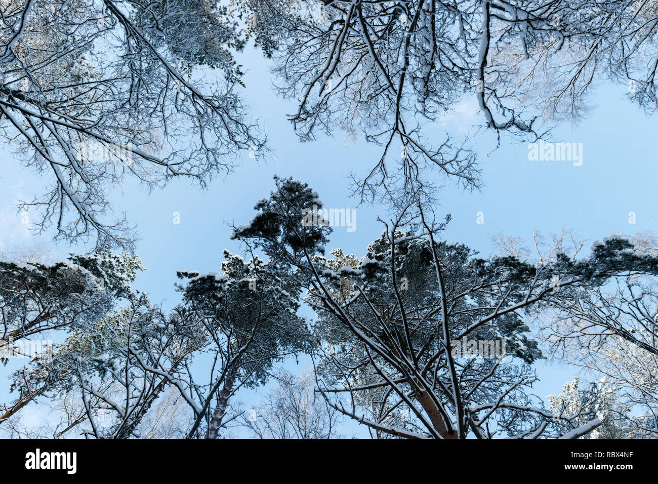 Winter pine trees in snow down up view. View of big tree form down to ...