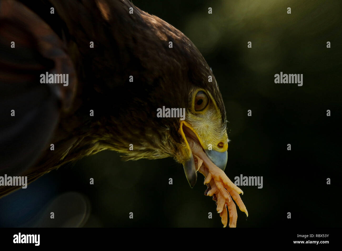 Attack on birds of prey hi-res stock photography and images - Alamy