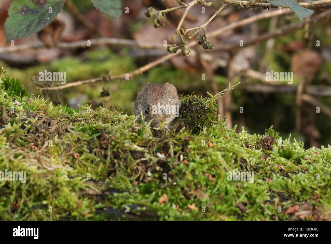 A cute wild Bank Vole, Myodes glareolus foraging for food in woodland ...