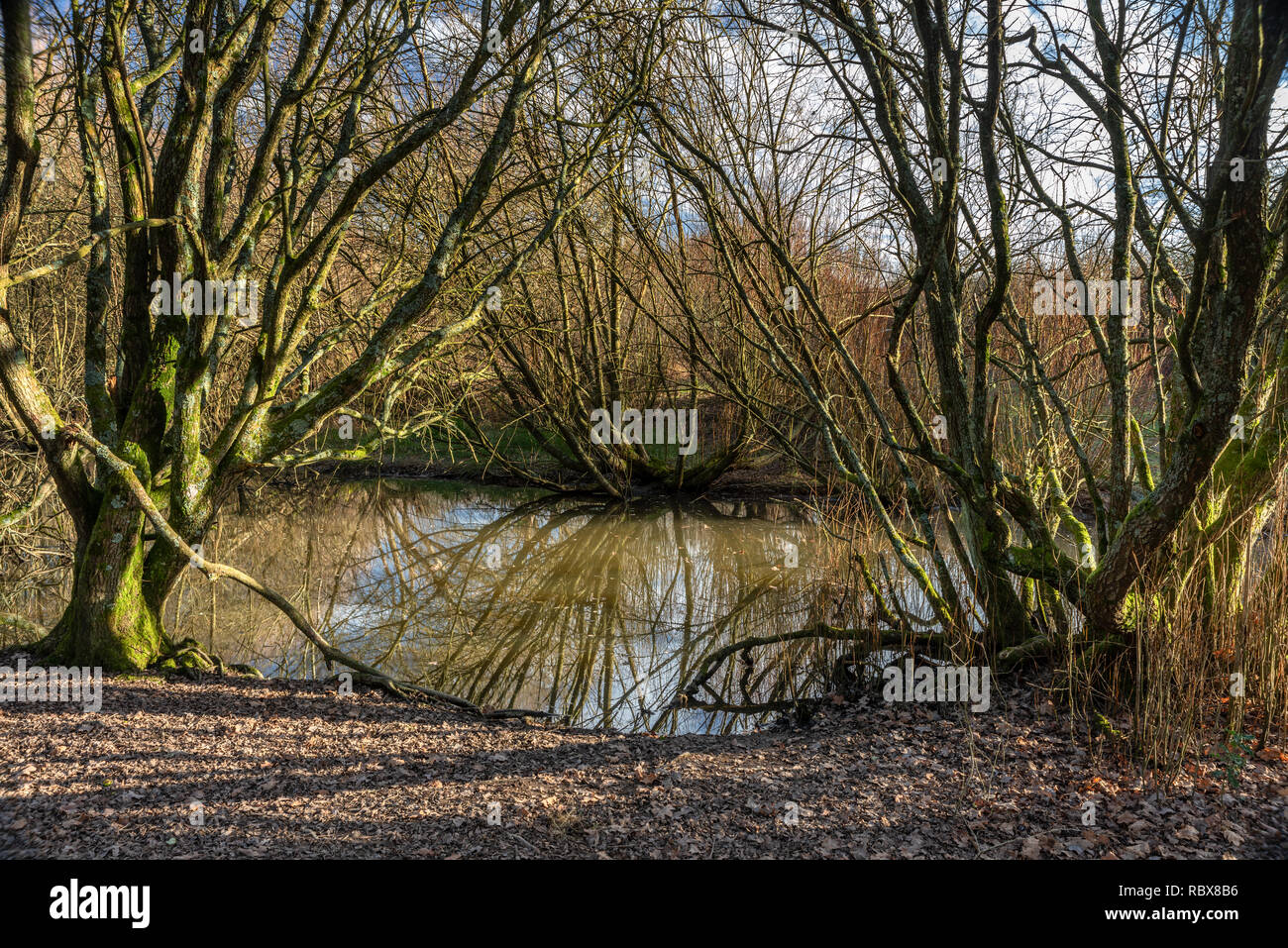 Reflections on Ditchling Common Stock Photo - Alamy