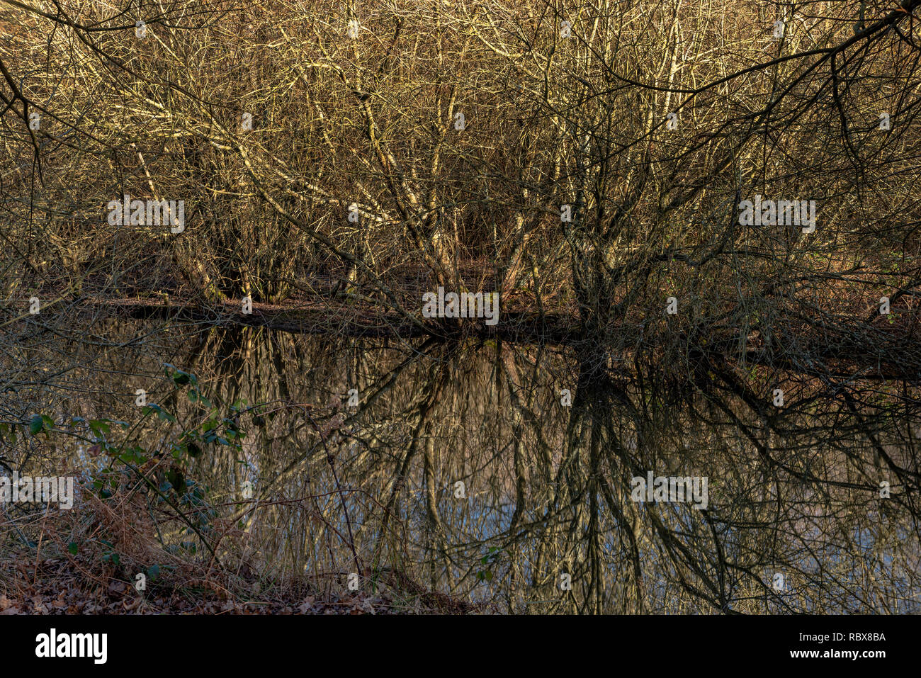 Reflections on Ditchling Common Stock Photo - Alamy