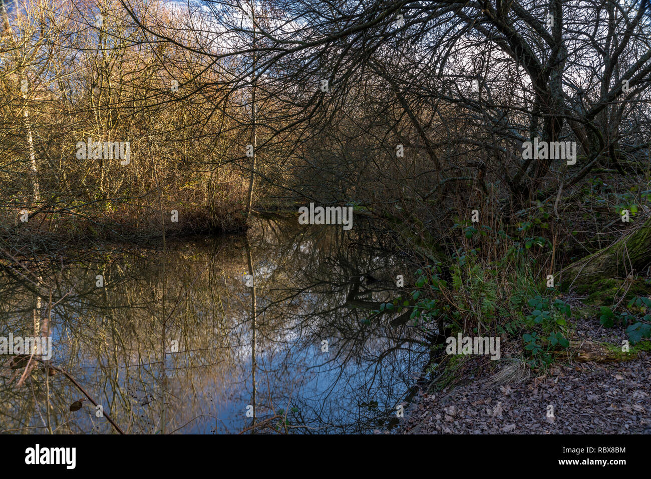 Reflections on Ditchling Common Stock Photo - Alamy