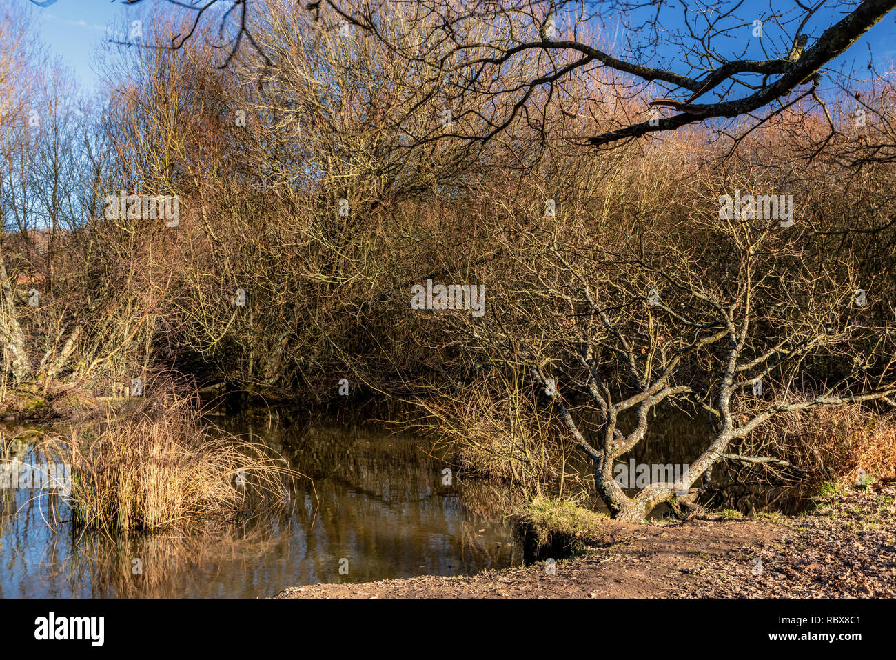 Reflections on Ditchling Common Stock Photo - Alamy