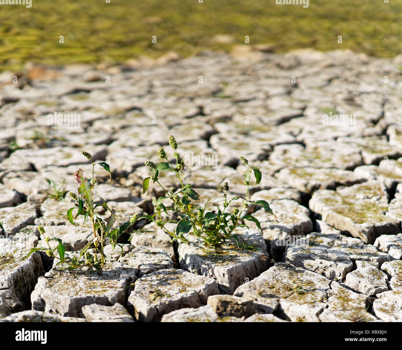Lack of vegetation hi-res stock photography and images - Alamy