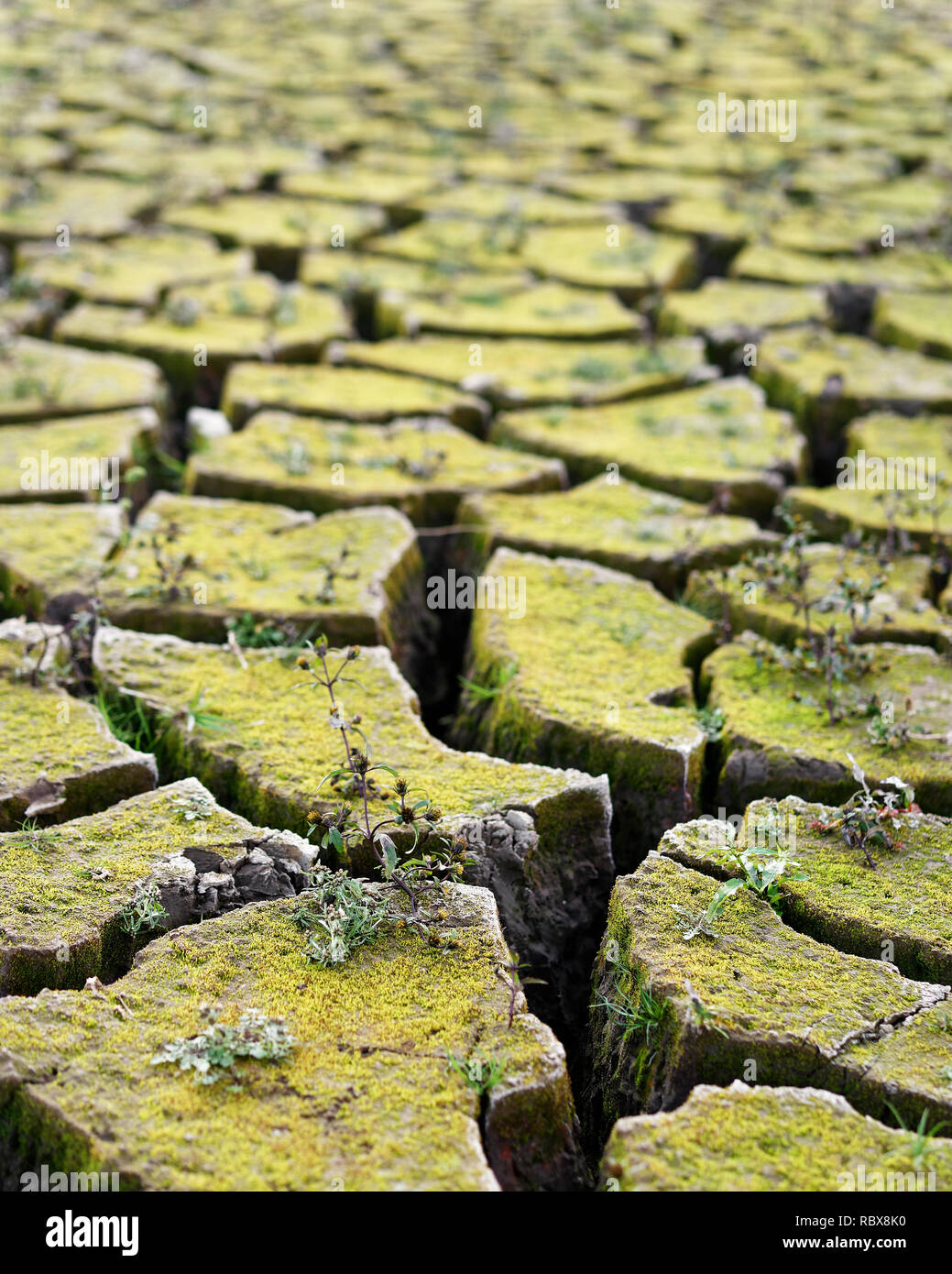 Close-up of the bottom of a dry lake, the earth has broken up into ...
