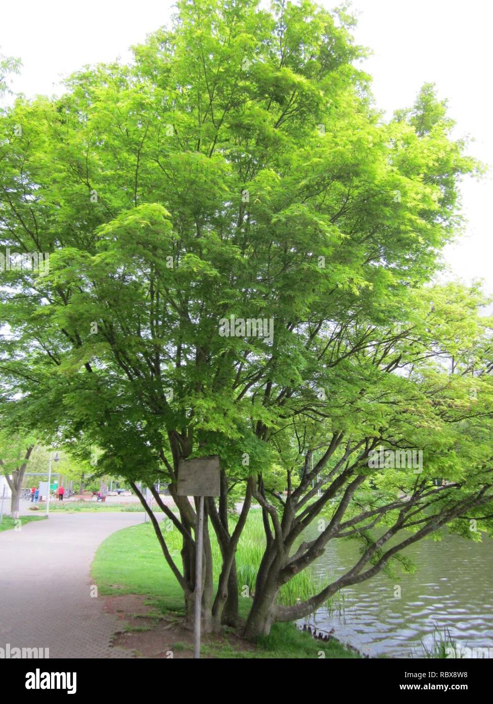 Acer palmatum tree Stock Photo - Alamy