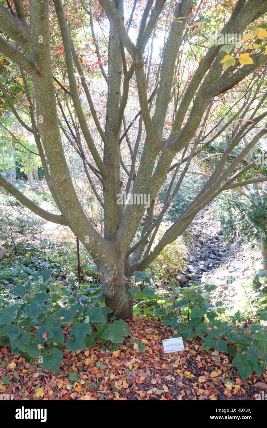 Acer Rufinerve High Resolution Stock Photography and Images - Alamy