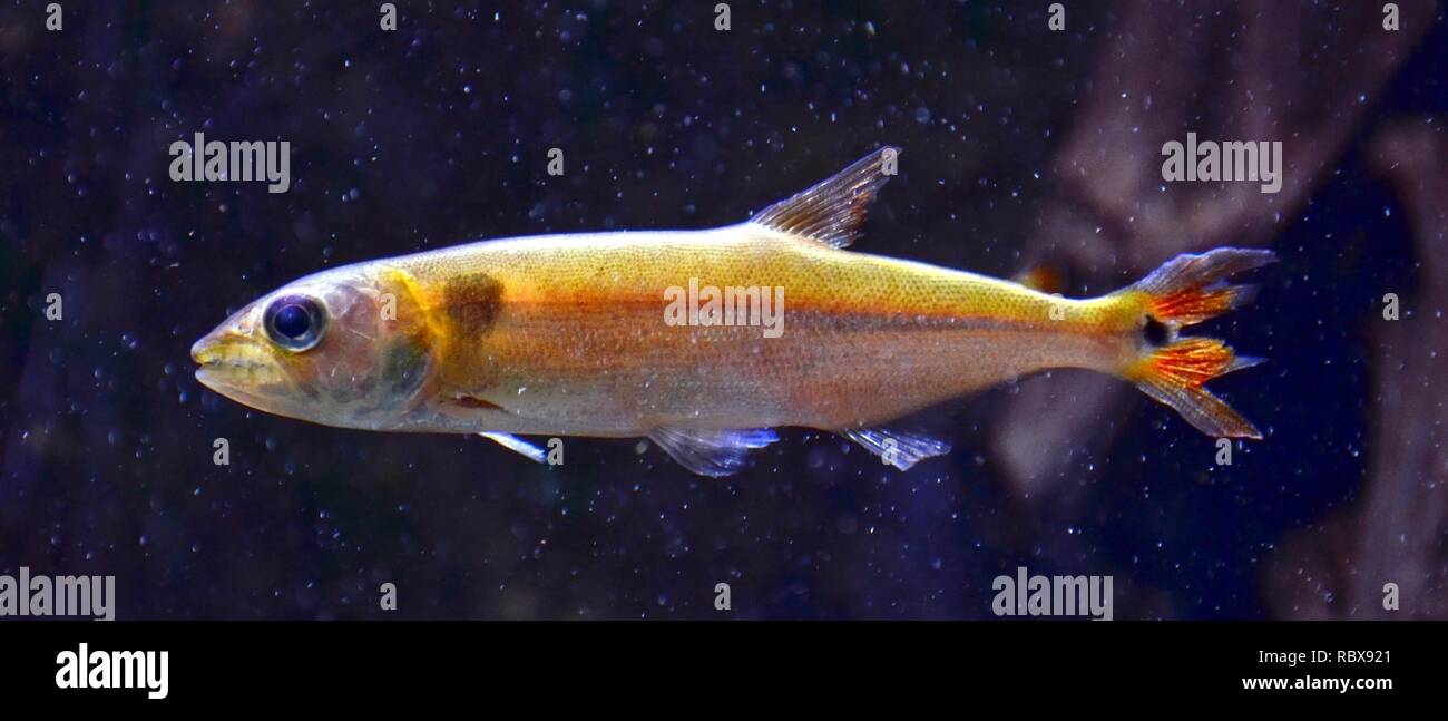 Acestrorhynchus falcatus Aquarium tropical du Palais de la Porte Dorée ...