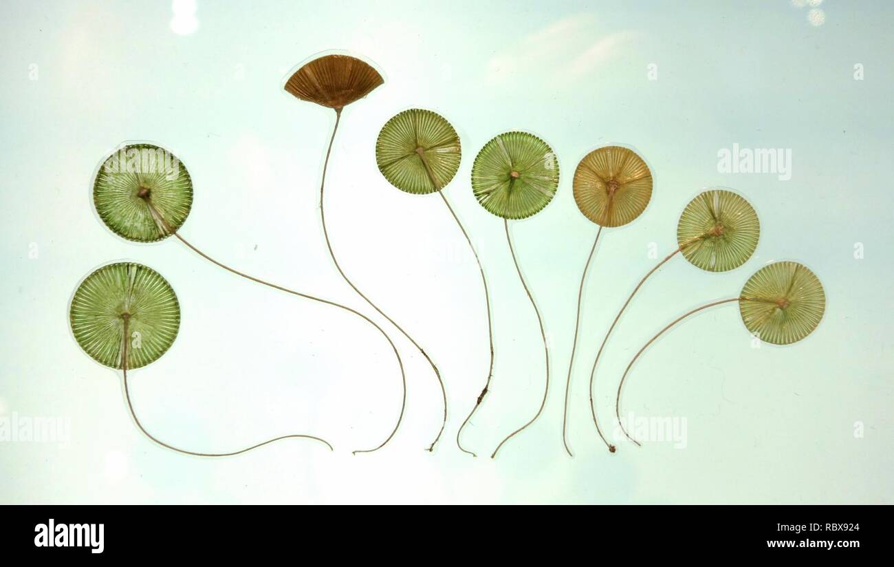 Acetabularia Labeled Dissection Scope