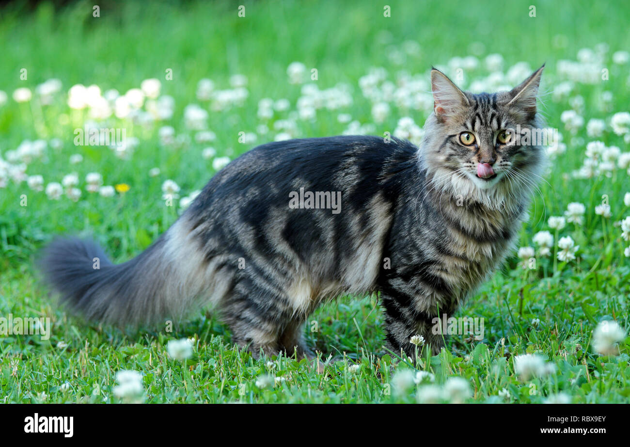 Beautiful norwegian forest cat female standing outdoors on white clover ...