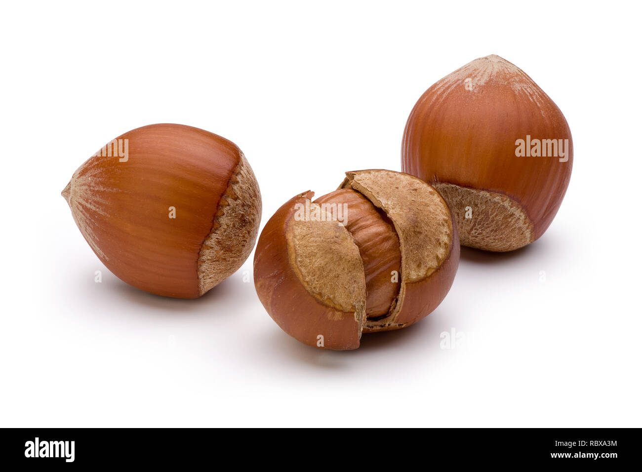 Hazelnuts isolated on white background. Macro, studio shot Stock Photo ...