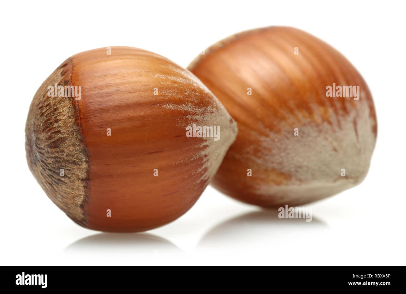 Hazelnuts isolated on white background. Macro, studio shot Stock Photo ...