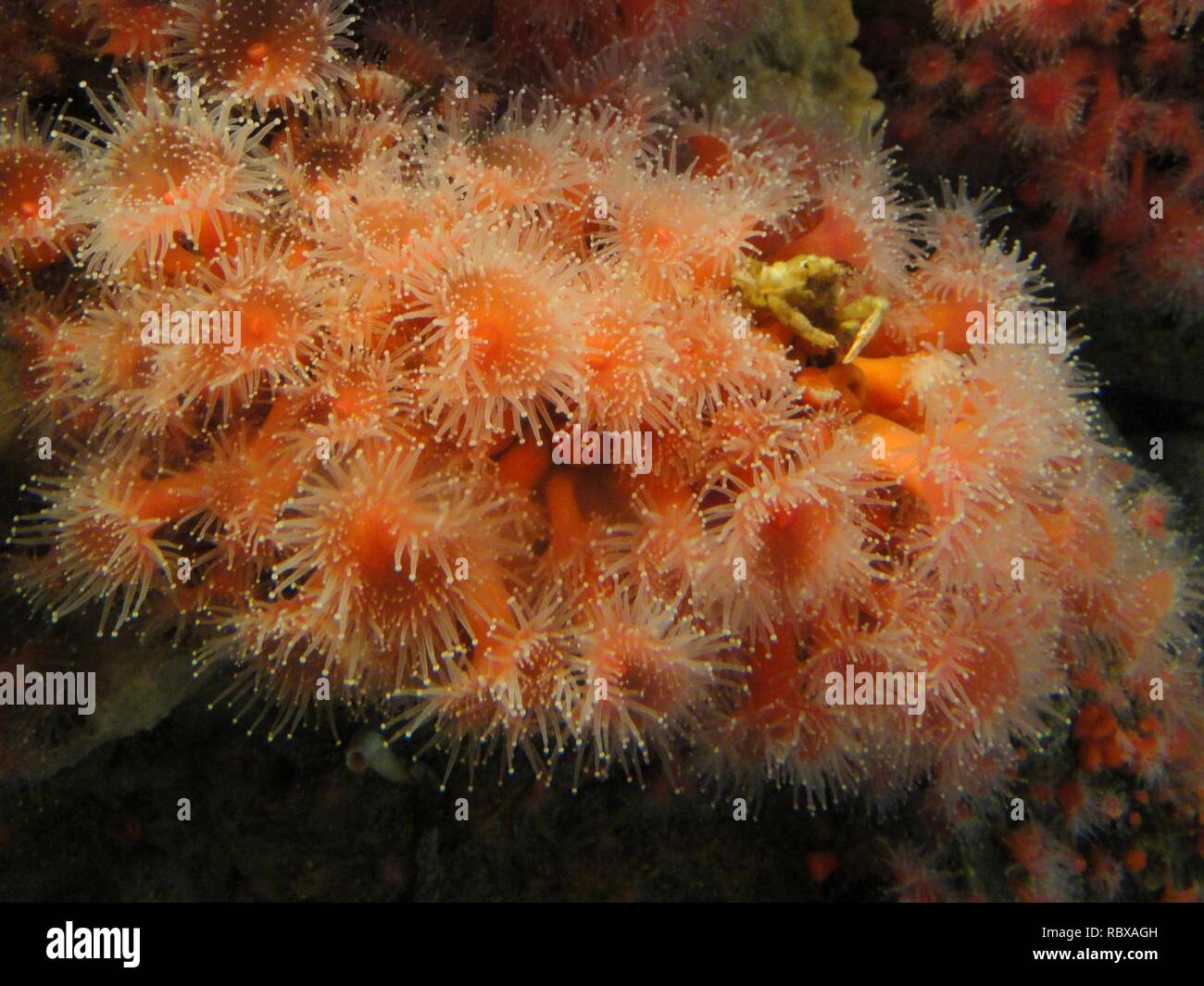 Actinia fragacea hi-res stock photography and images - Alamy