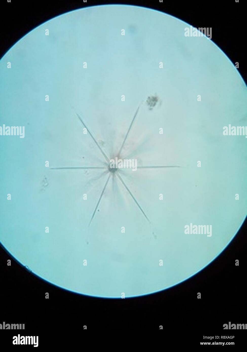 Actinopoda hi-res stock photography and images - Alamy