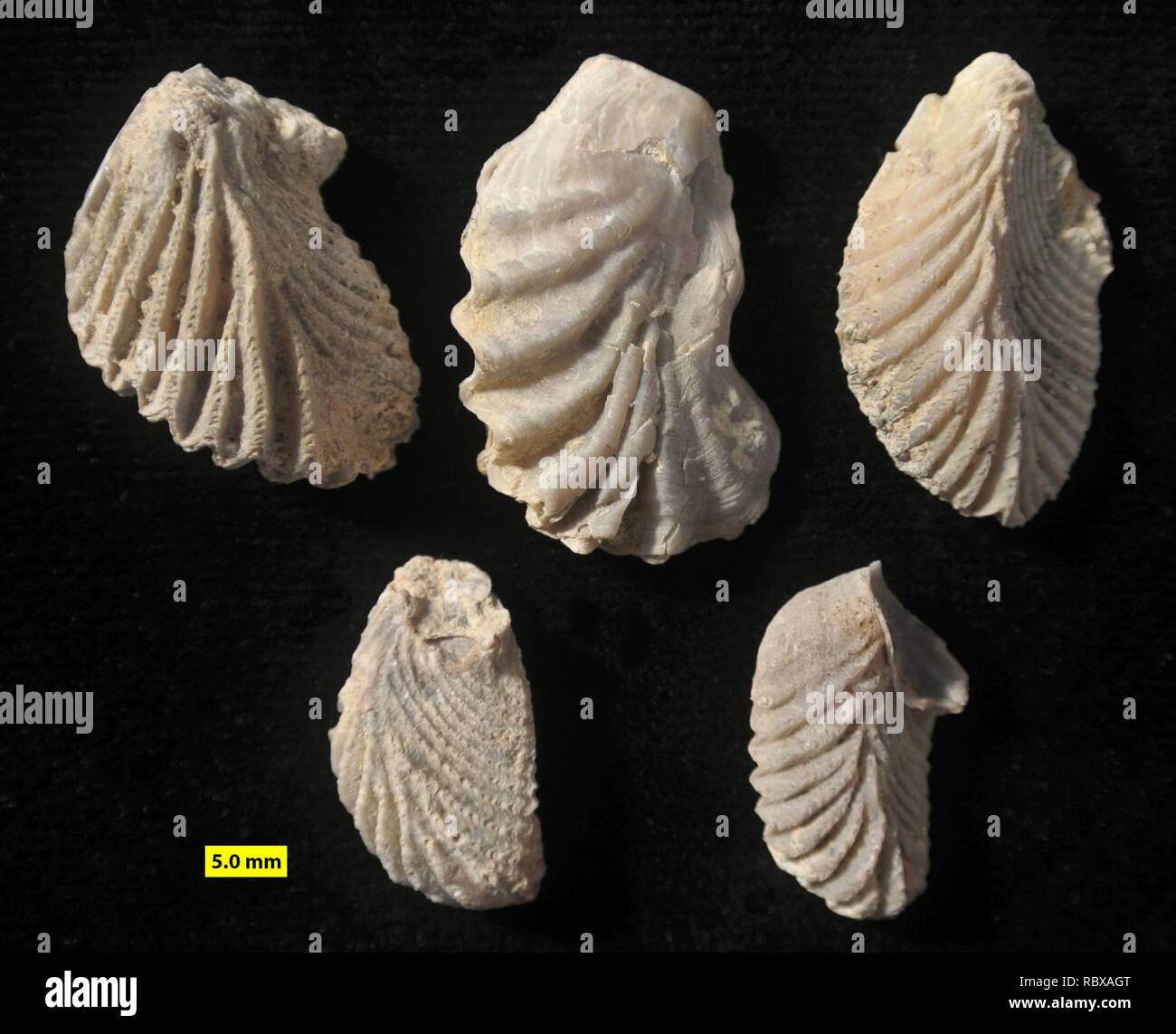 25 171 hi-res stock photography and images - Alamy