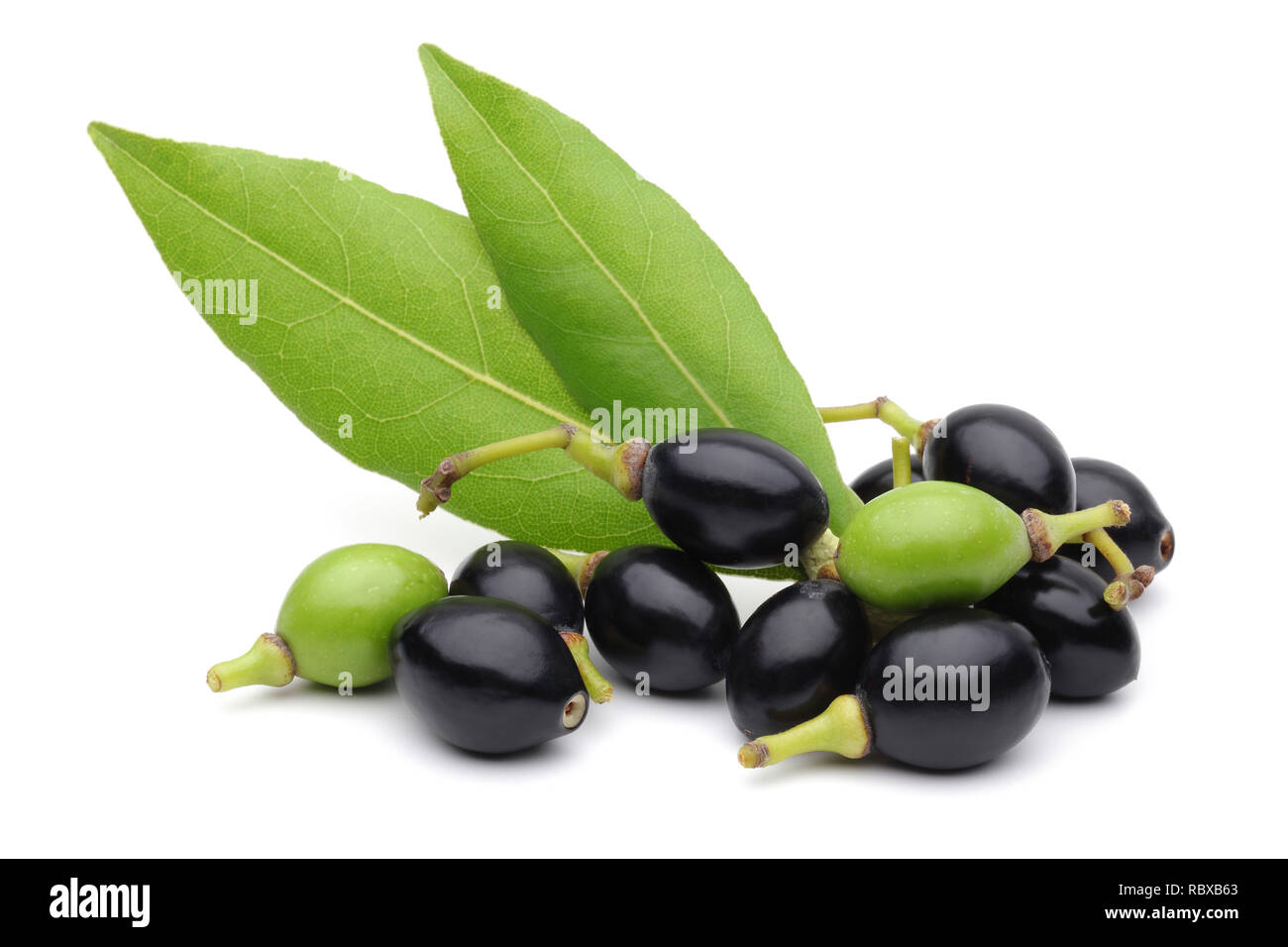 Laurel leaves and fruit isolated on white background Stock Photo - Alamy