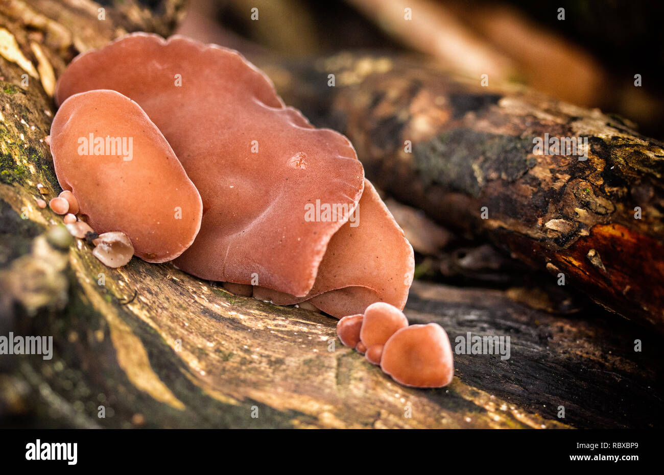 Jelly ear fungi hi-res stock photography and images - Alamy