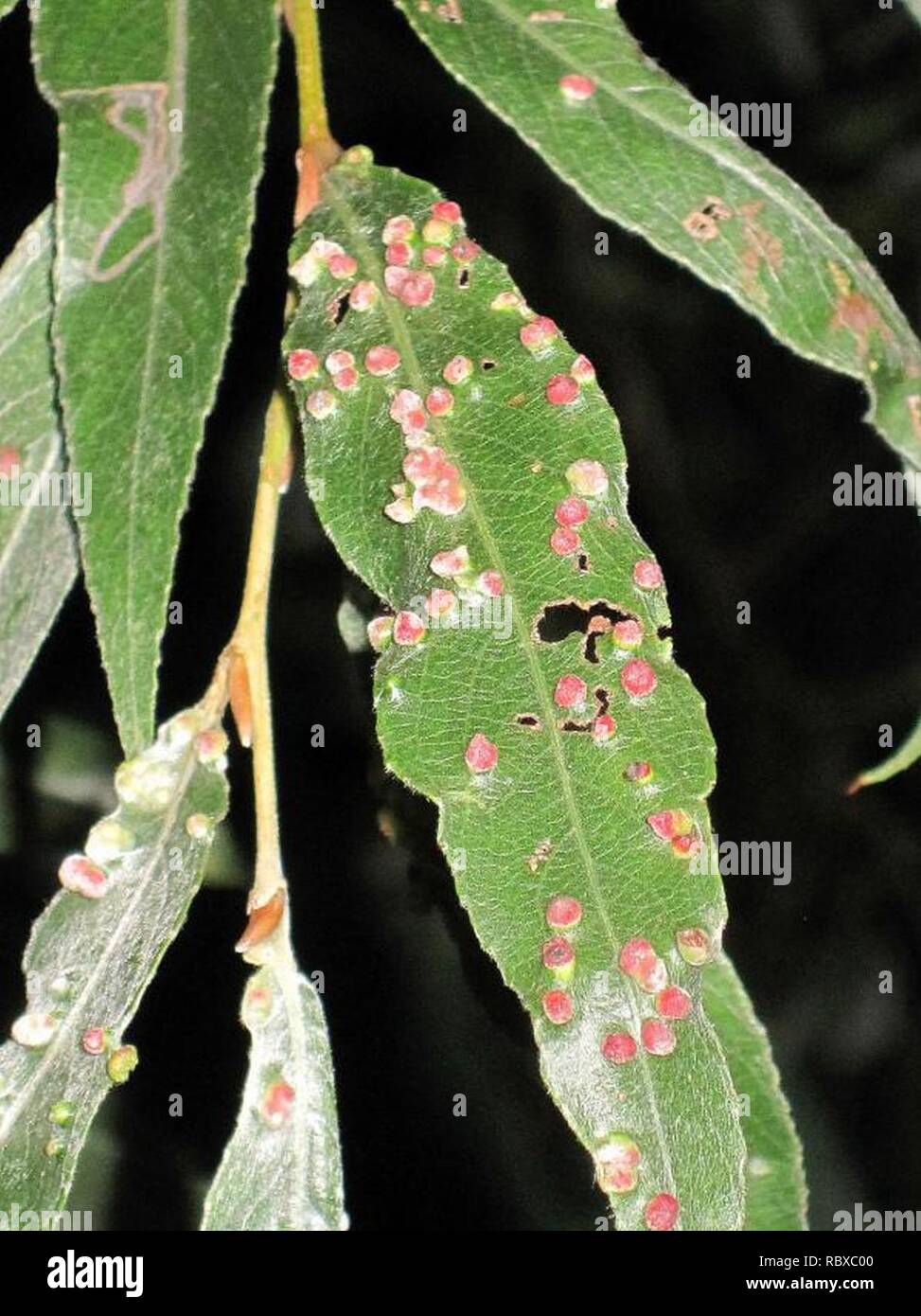 Aculus tetanothrix (Acari sp.) gall, Arnhem, the Netherlands Stock ...