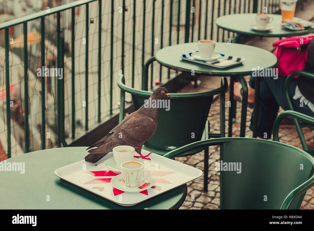 Pigeon table hi-res stock photography and images - Alamy