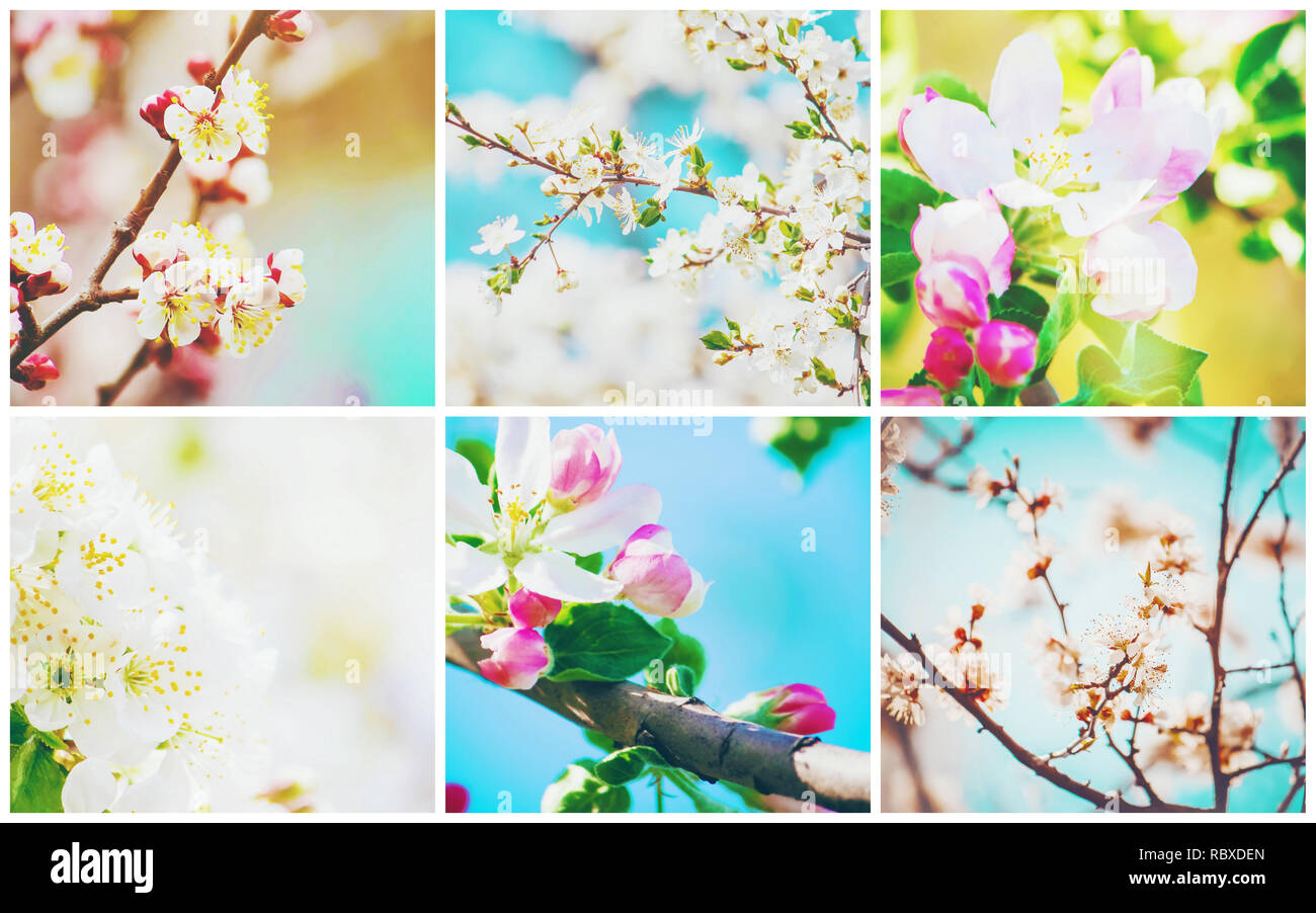 Spring flowering trees. Collage. Selective focus. nature Stock Photo ...