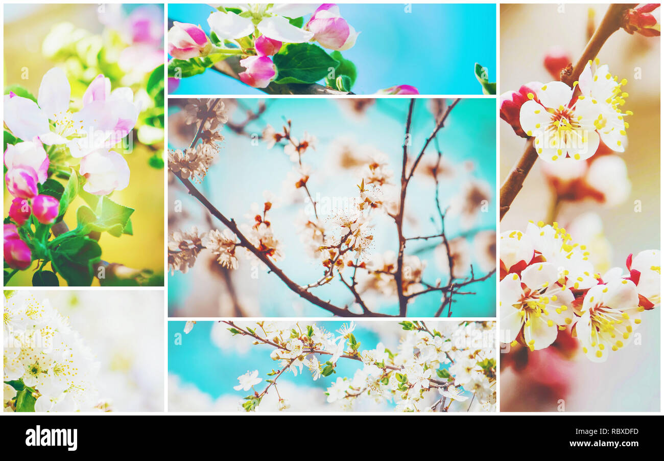 Spring flowering trees. Collage. Selective focus. nature Stock Photo ...