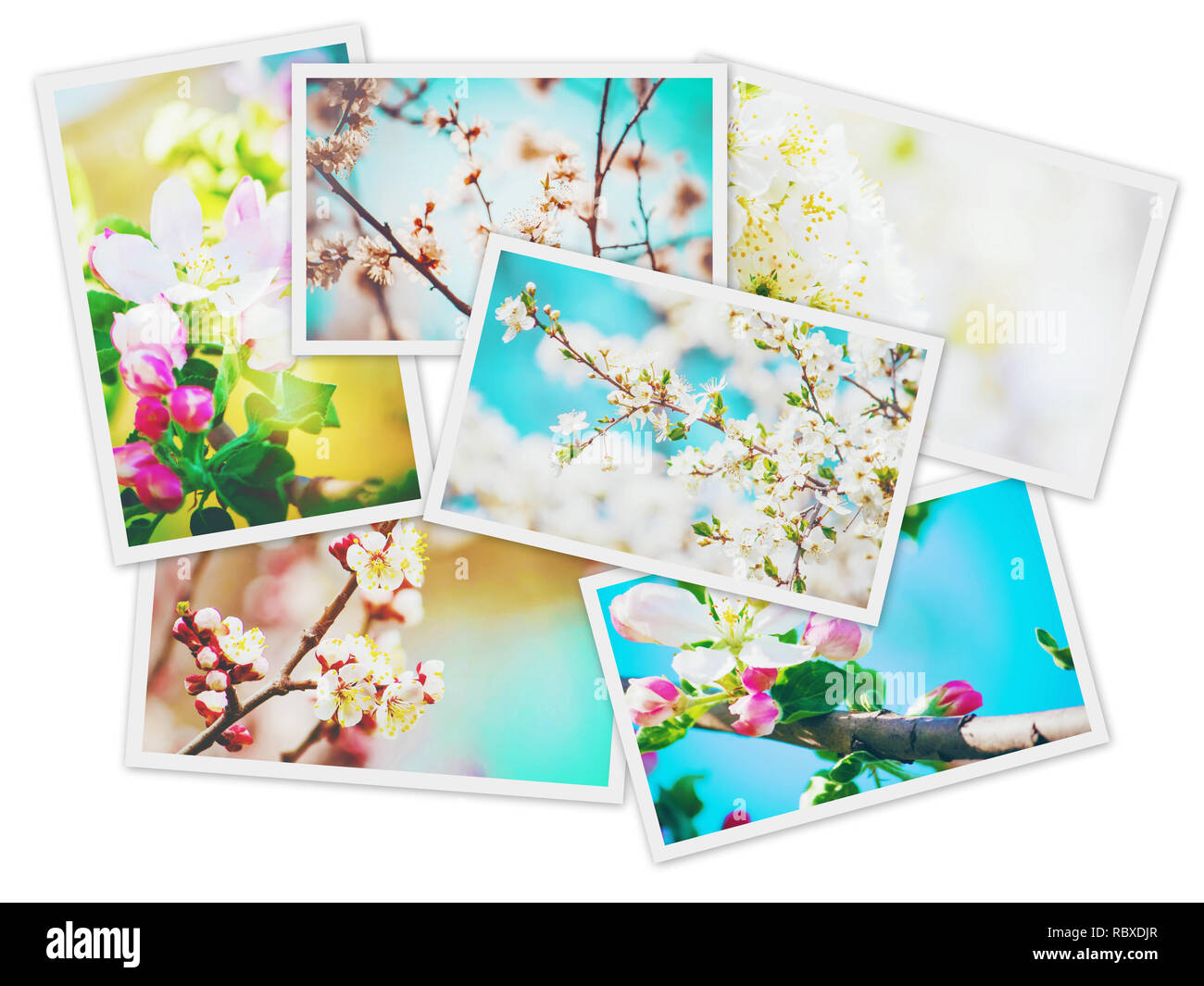 Beautiful flowering trees Cut Out Stock Images & Pictures - Alamy