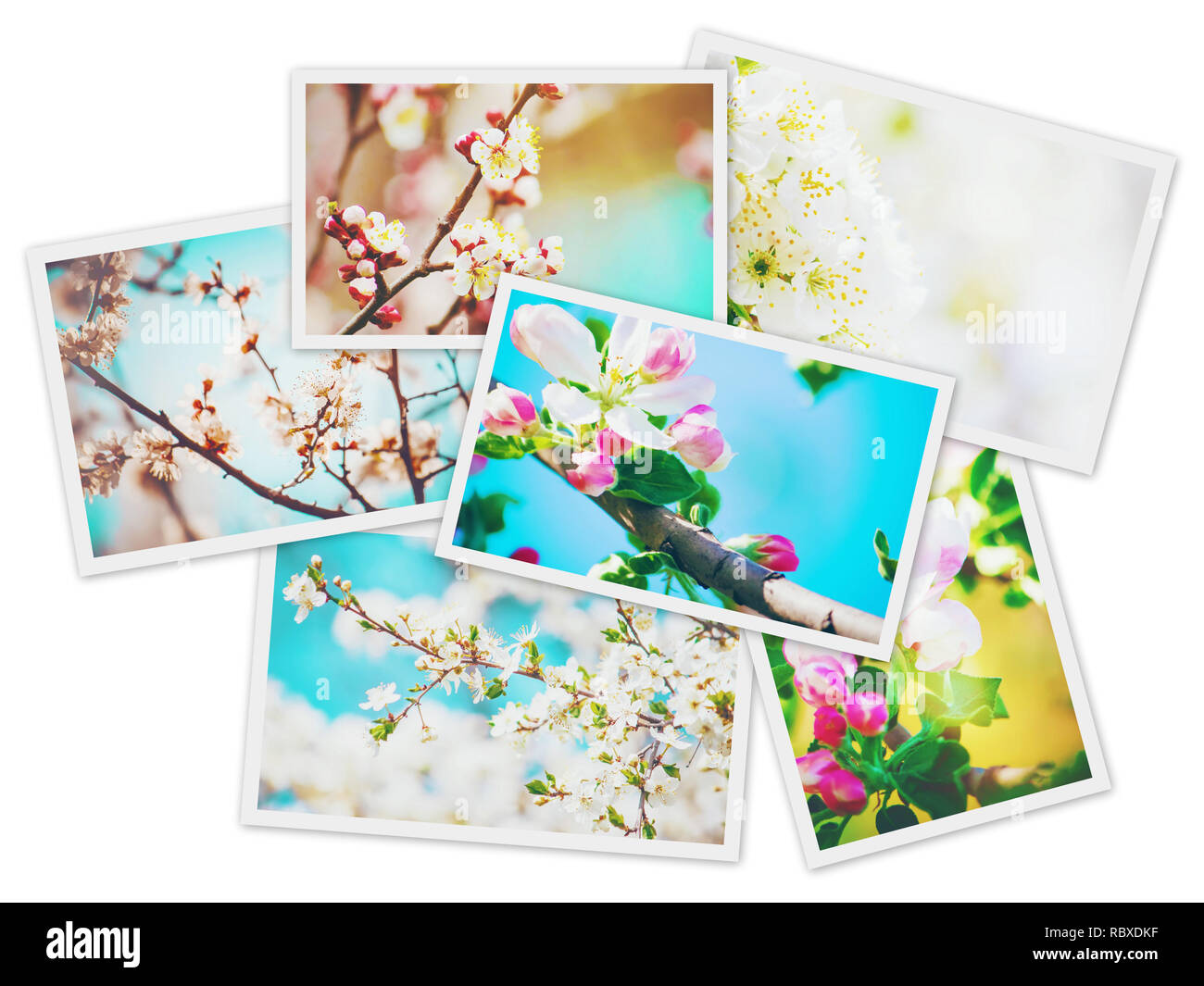 Beautiful flowering trees Cut Out Stock Images & Pictures - Alamy
