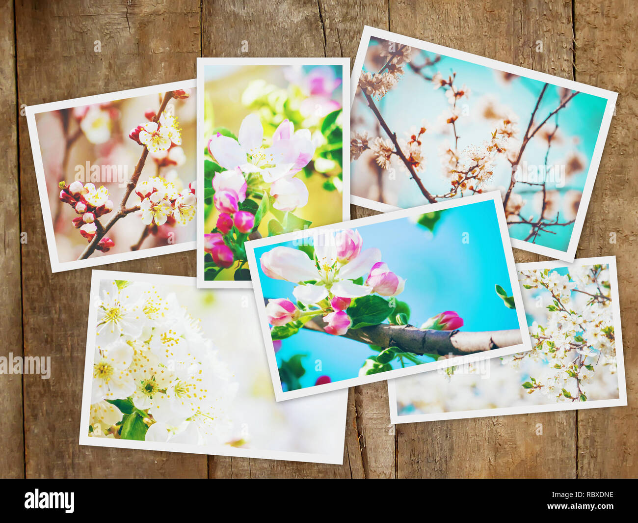 Spring flowering trees. Collage. Selective focus. nature Stock Photo ...