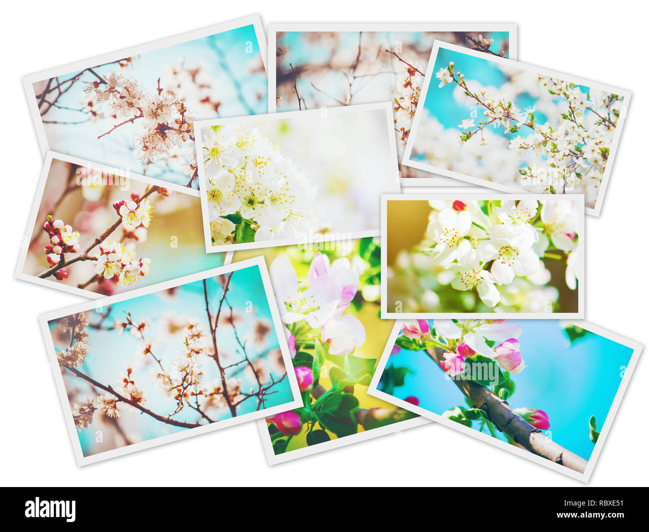Spring flowering trees. Collage. Selective focus. nature Stock Photo ...