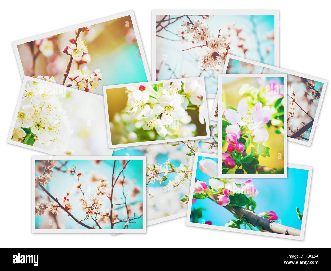 Beautiful flowering trees Cut Out Stock Images & Pictures - Alamy