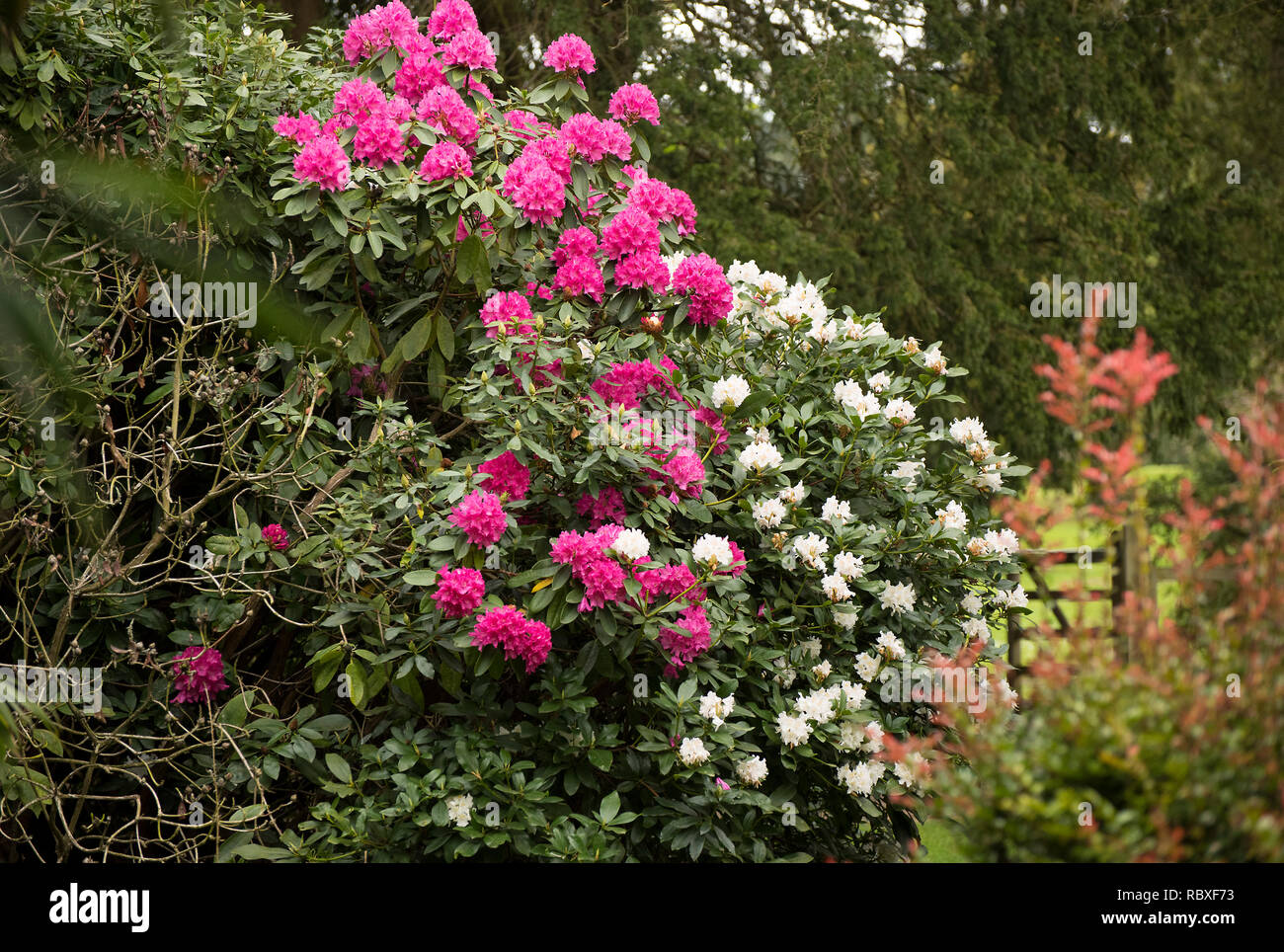 Rhododendron bush flowering Stock Photo - Alamy