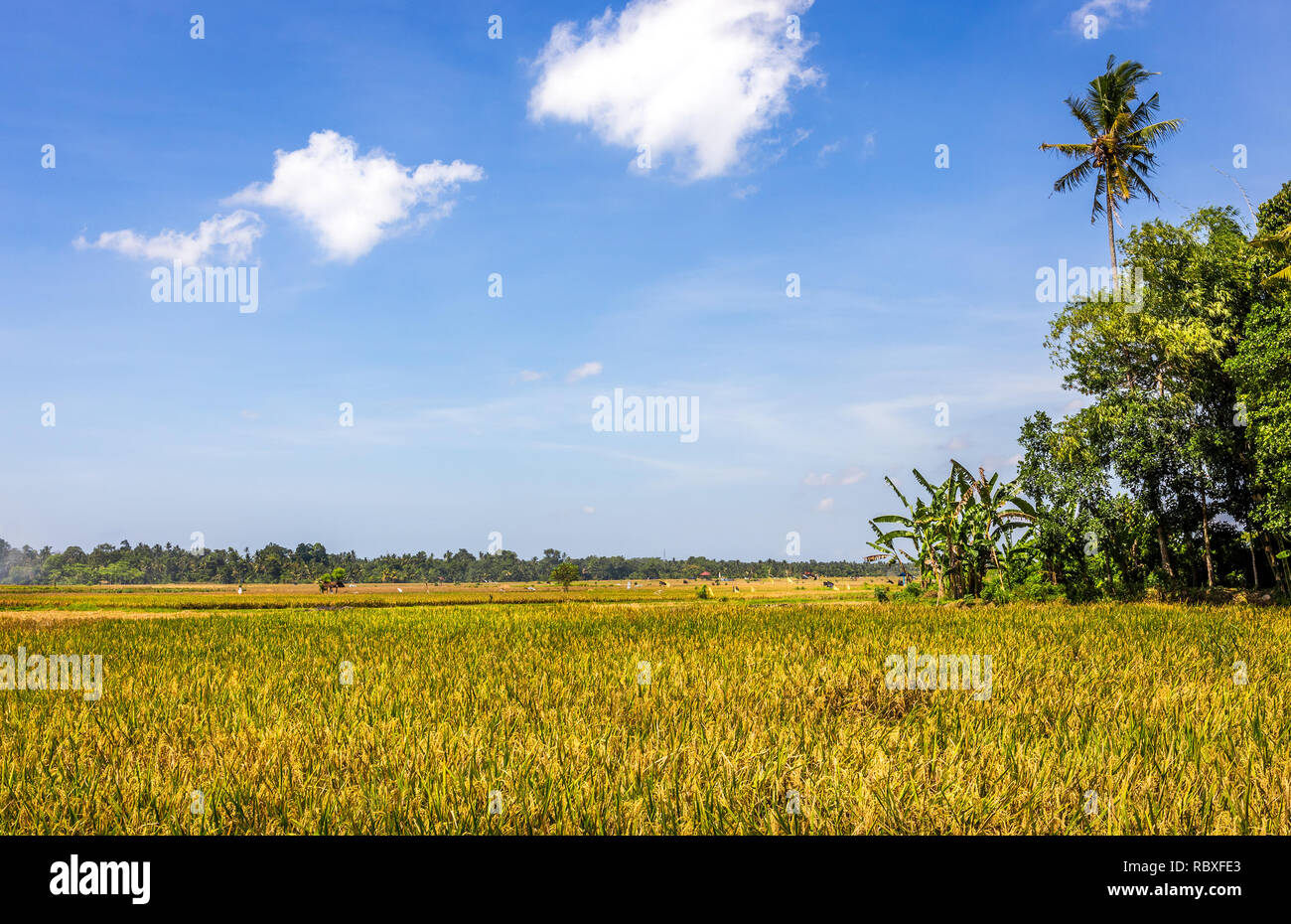 Balinese plains of ripe rice fields, Indonesia Stock Photo - Alamy