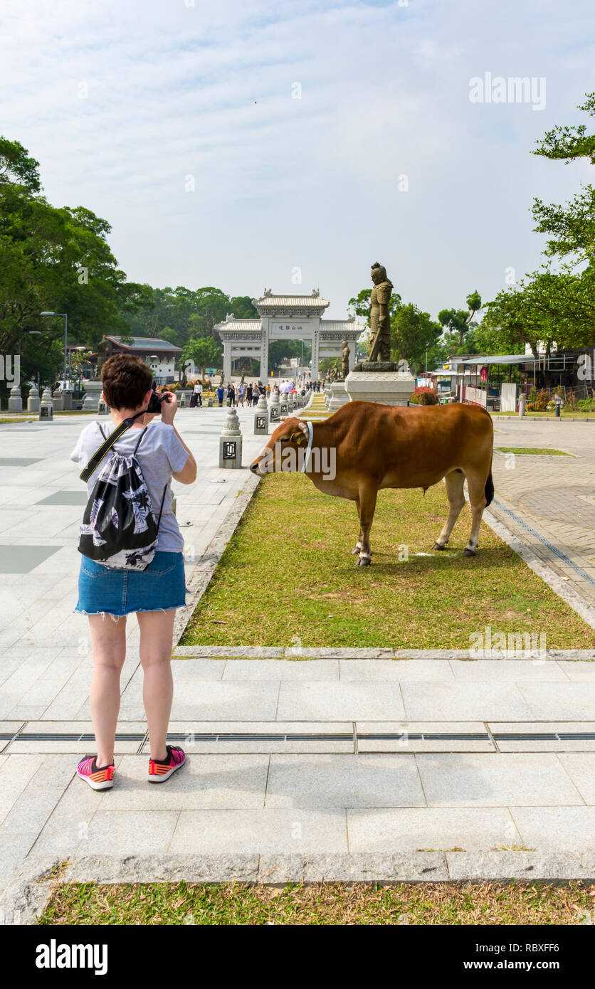 Tourist taking a photo of a sacred cow in Ngong Ping Piazza, Lantau ...