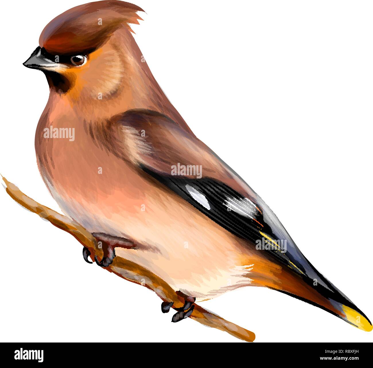 Waxwing portrait Stock Vector Images - Alamy