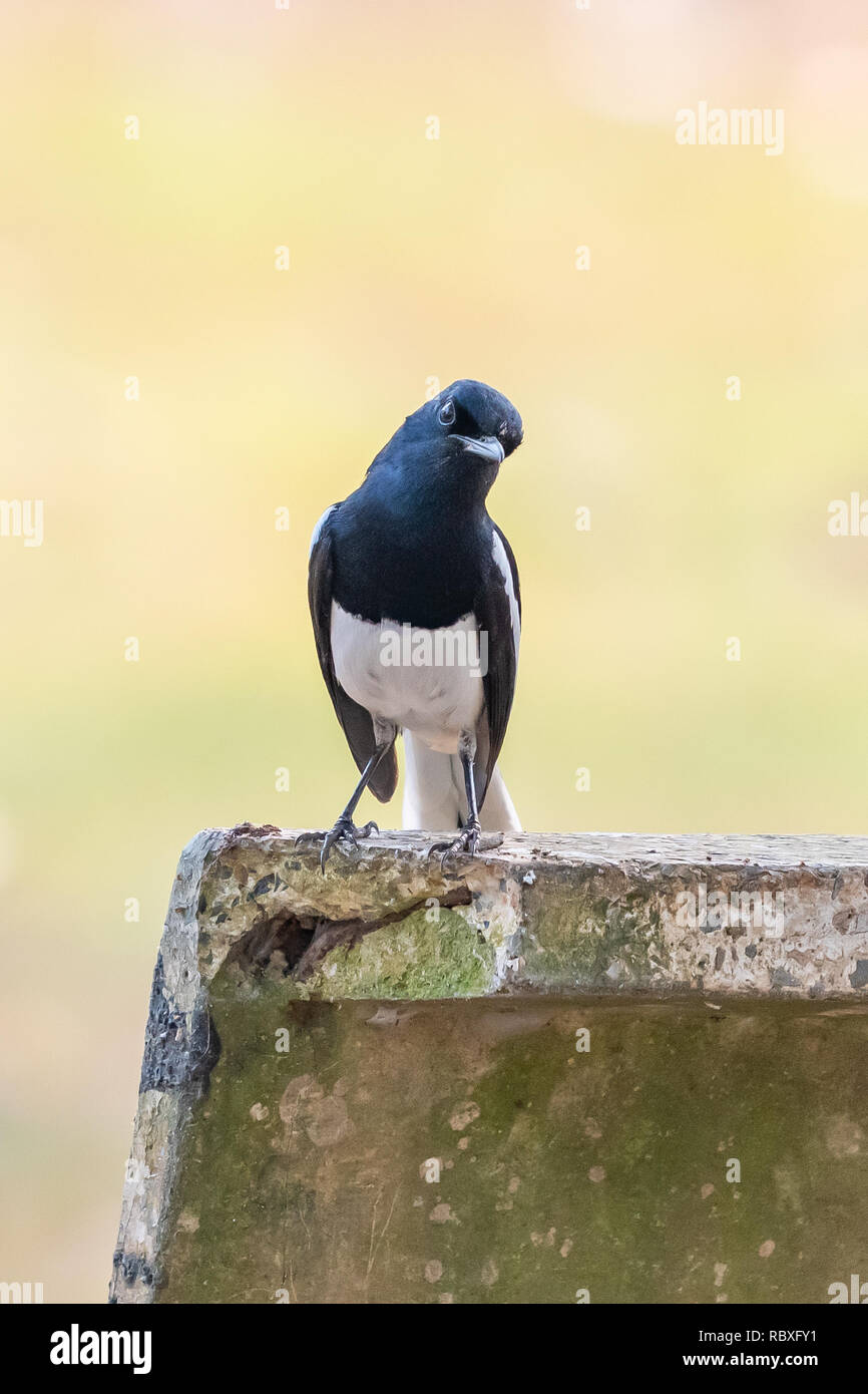 Almost extinction hi-res stock photography and images - Alamy