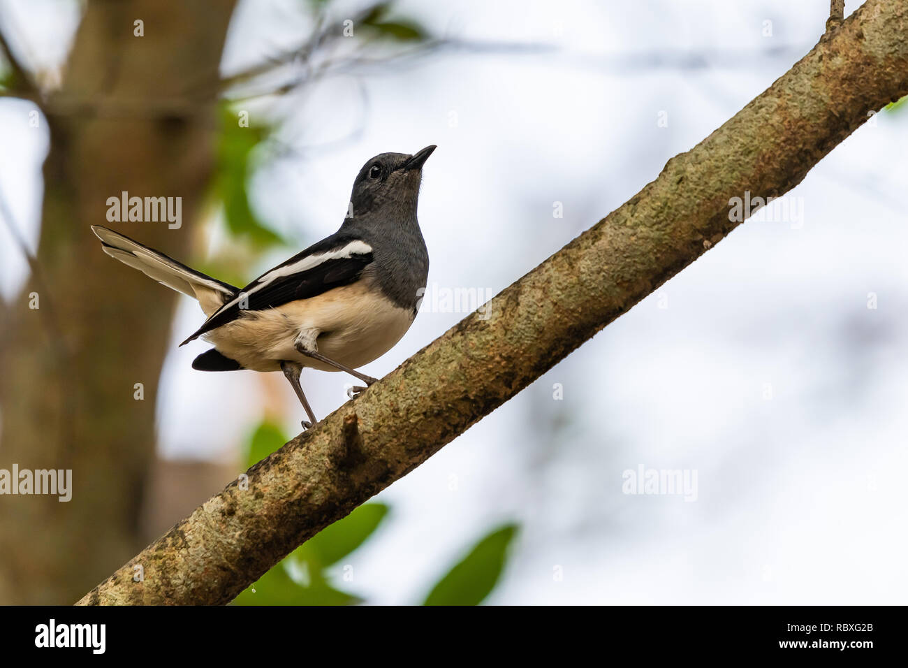 Female oriental magpie robin hi-res stock photography and images - Alamy