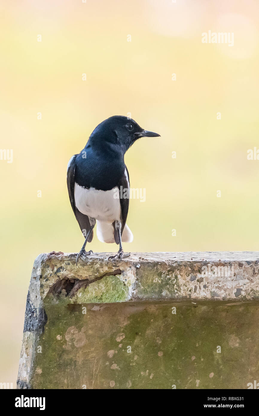 Almost extinction hi-res stock photography and images - Alamy