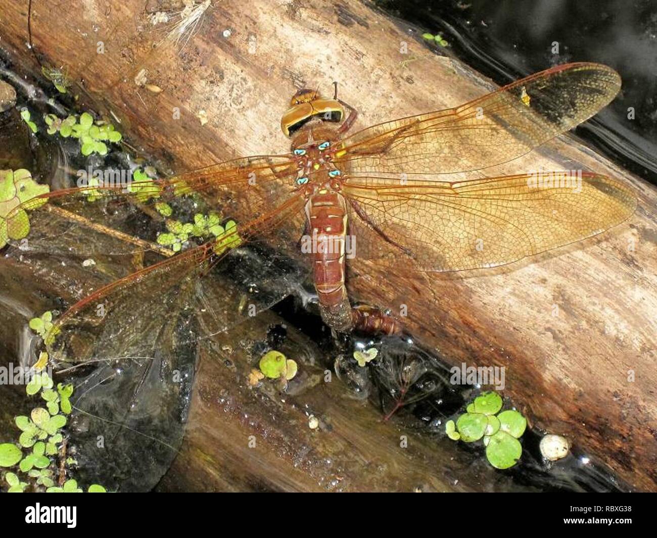 Aeshna grandis (Brown Hawker) female Elst (Gld) the Netherlands - 3 ...