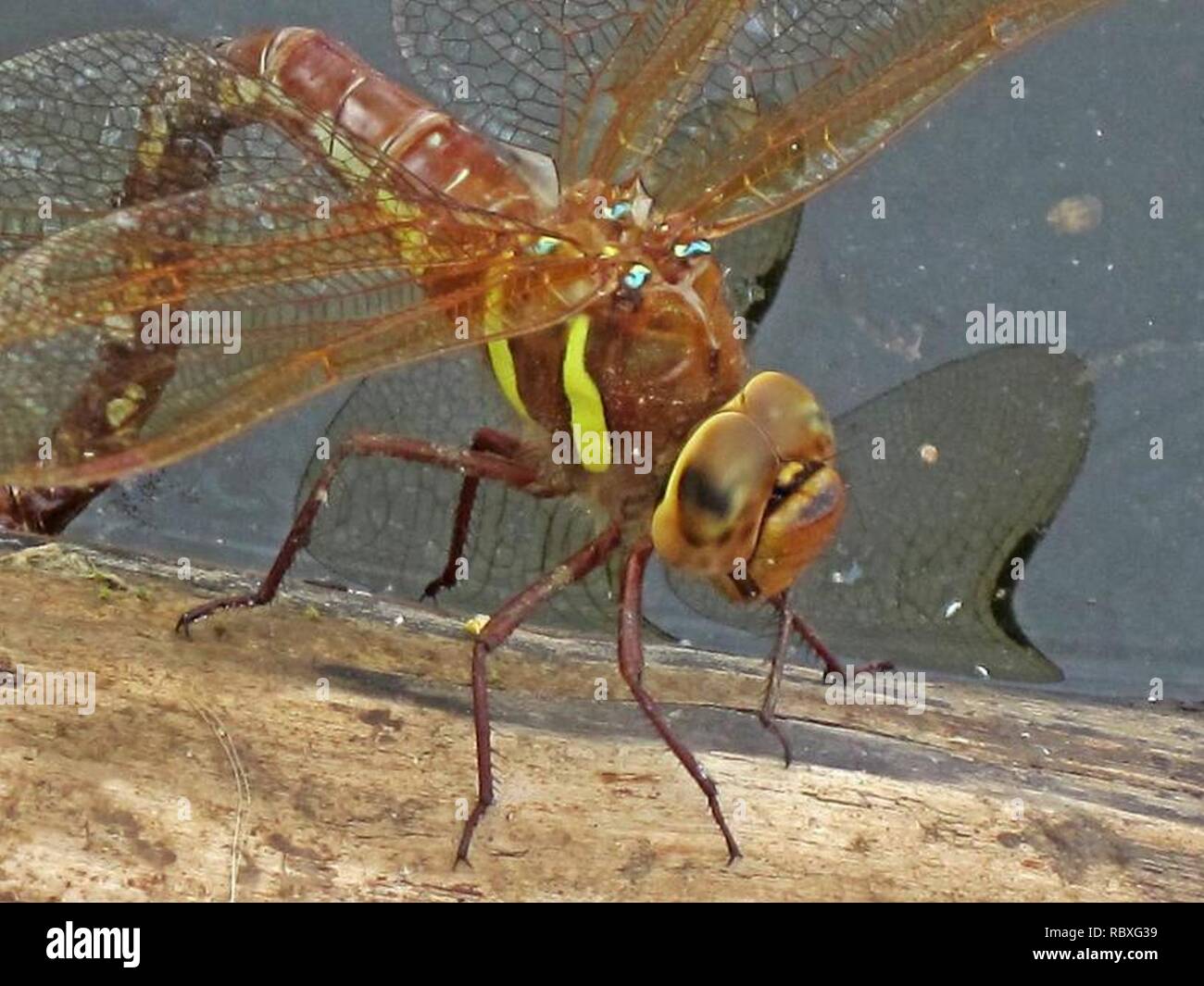 Aeshna grandis (Brown Hawker) female Elst (Gld) the Netherlands Stock ...