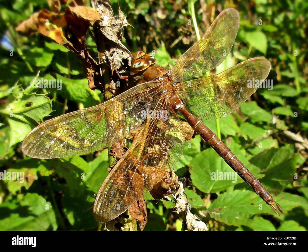 Aeshna grandis (Brown hawker) male Elst (Gld) the Netherlands - 2 Stock ...