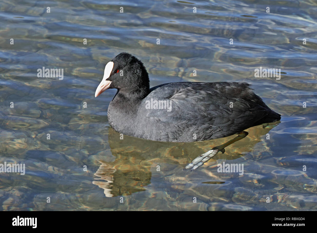 Common coot eggs in nest hi-res stock photography and images - Alamy