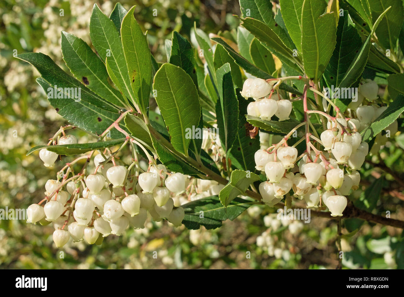 Strawberry tree flower hi-res stock photography and images - Alamy