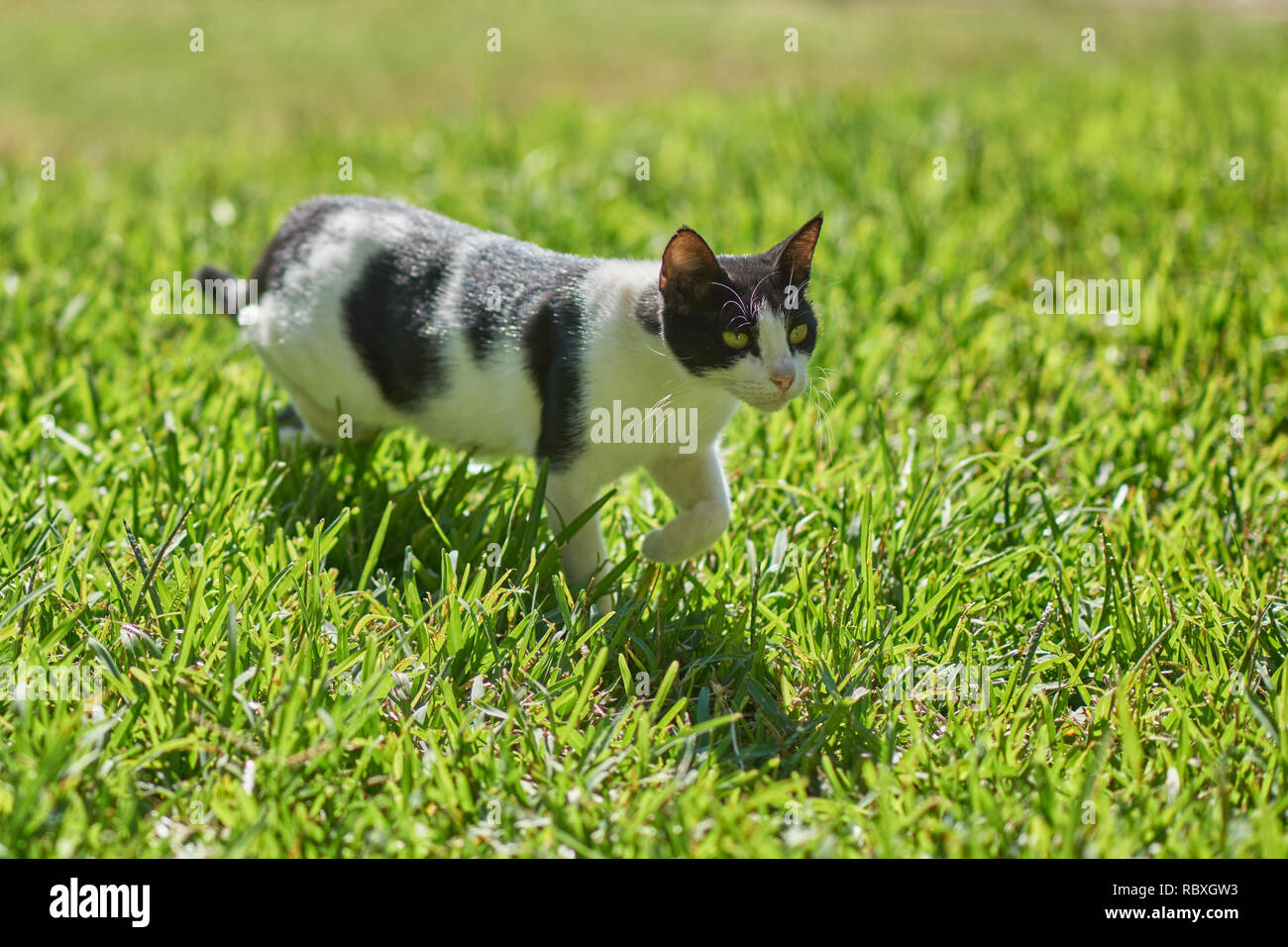 Cute cat walking in the grass Stock Photo - Alamy