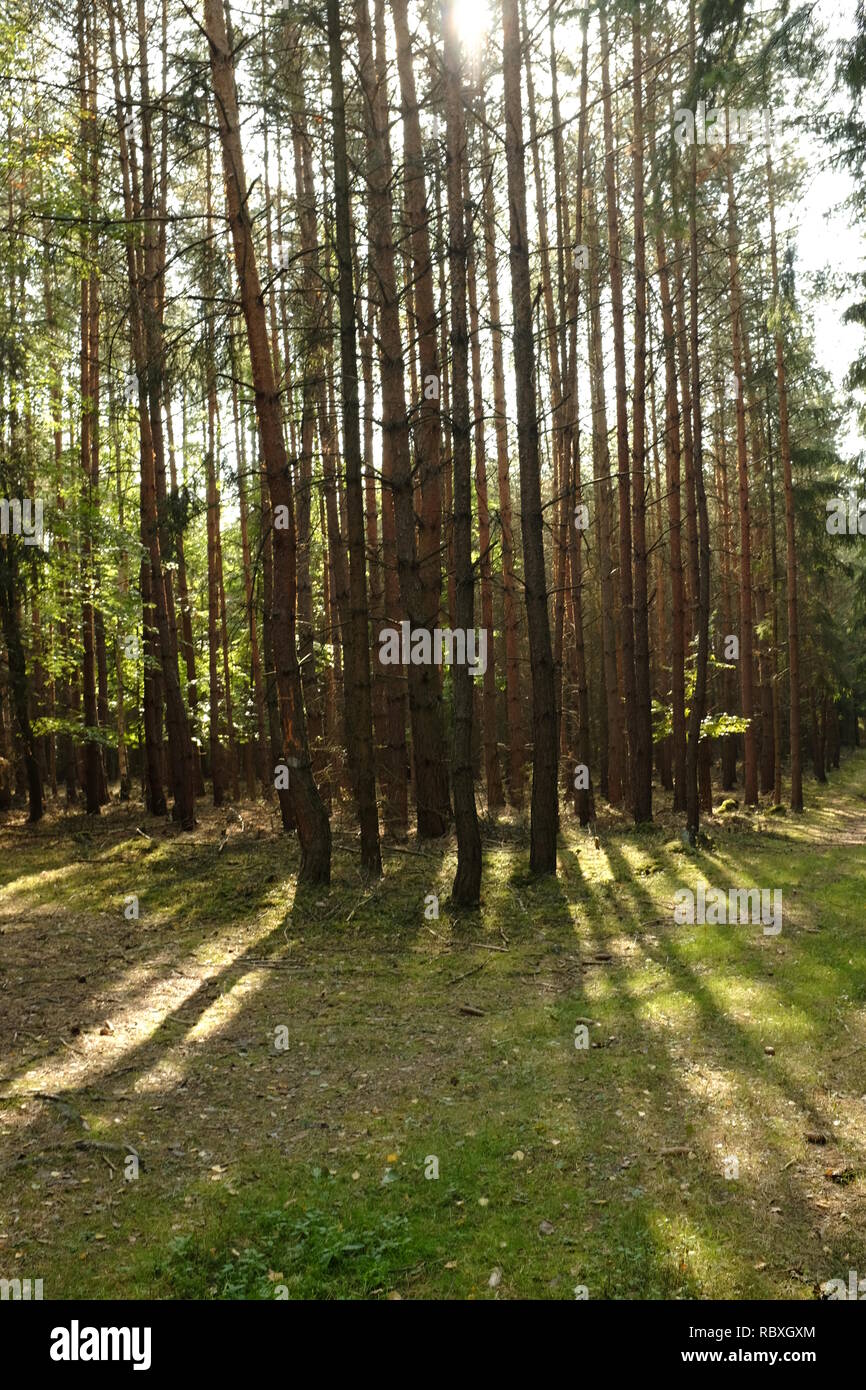 forest trees. nature green wood sunlight backgrounds Stock Photo - Alamy
