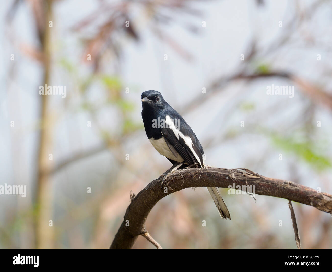 Copsychus saularis hi-res stock photography and images - Alamy