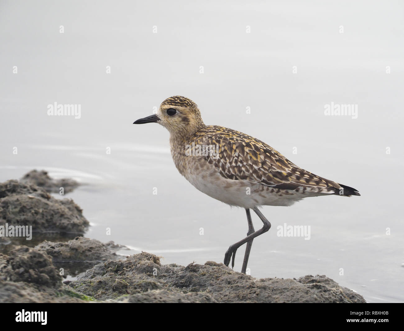 Pluvialis fulva hi-res stock photography and images - Alamy