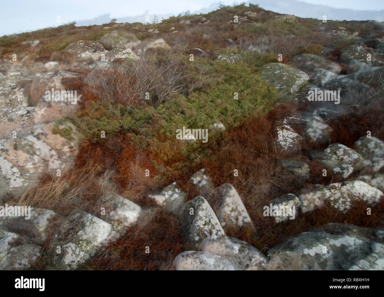 SWEDEN, Plant, photosynthetic, eukaryotes, Plantae, multicellular ...