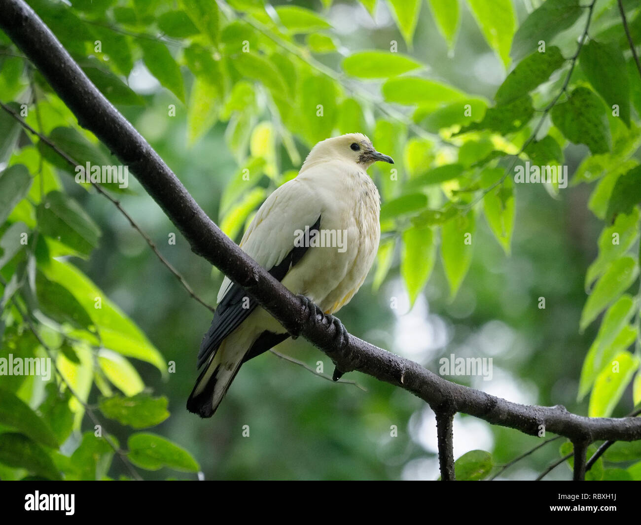 Pied imperial-pigeon, Ducula bicolor, Single bird on branch, Taiwan ...