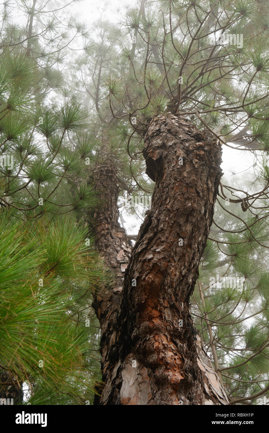 Cloud forest with an old coniferous tree with thick oddly grown trunk ...